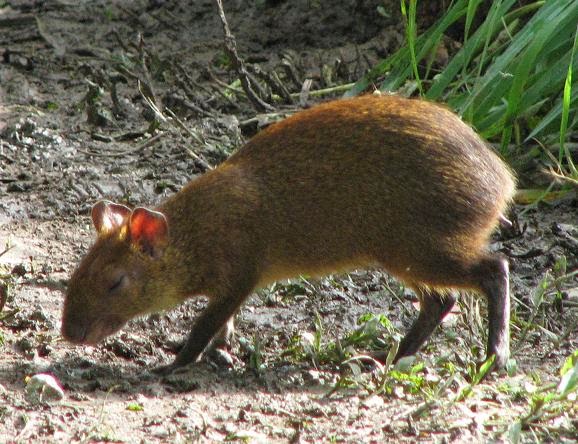 Agouti Animals | Amazing Facts & Latest Pictures | The Wildlife