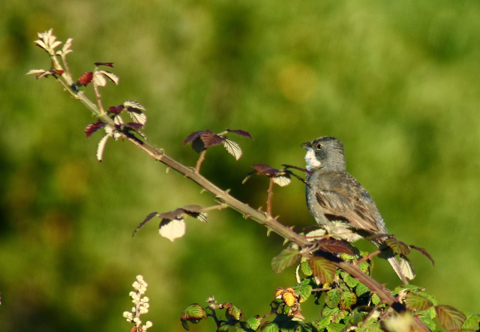 Aves de la VIII Region del Bio Bio: DIUCA (diuca diuca)