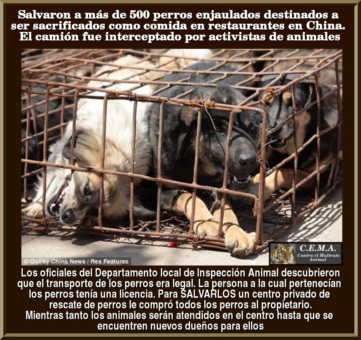 China: Salvaron 500 perros destinados como comida ~ BLOG CONTRA EL ...
