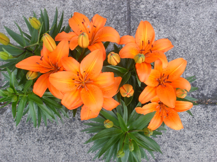 The Orange Songbook: A Wee Spot in Europe (V)