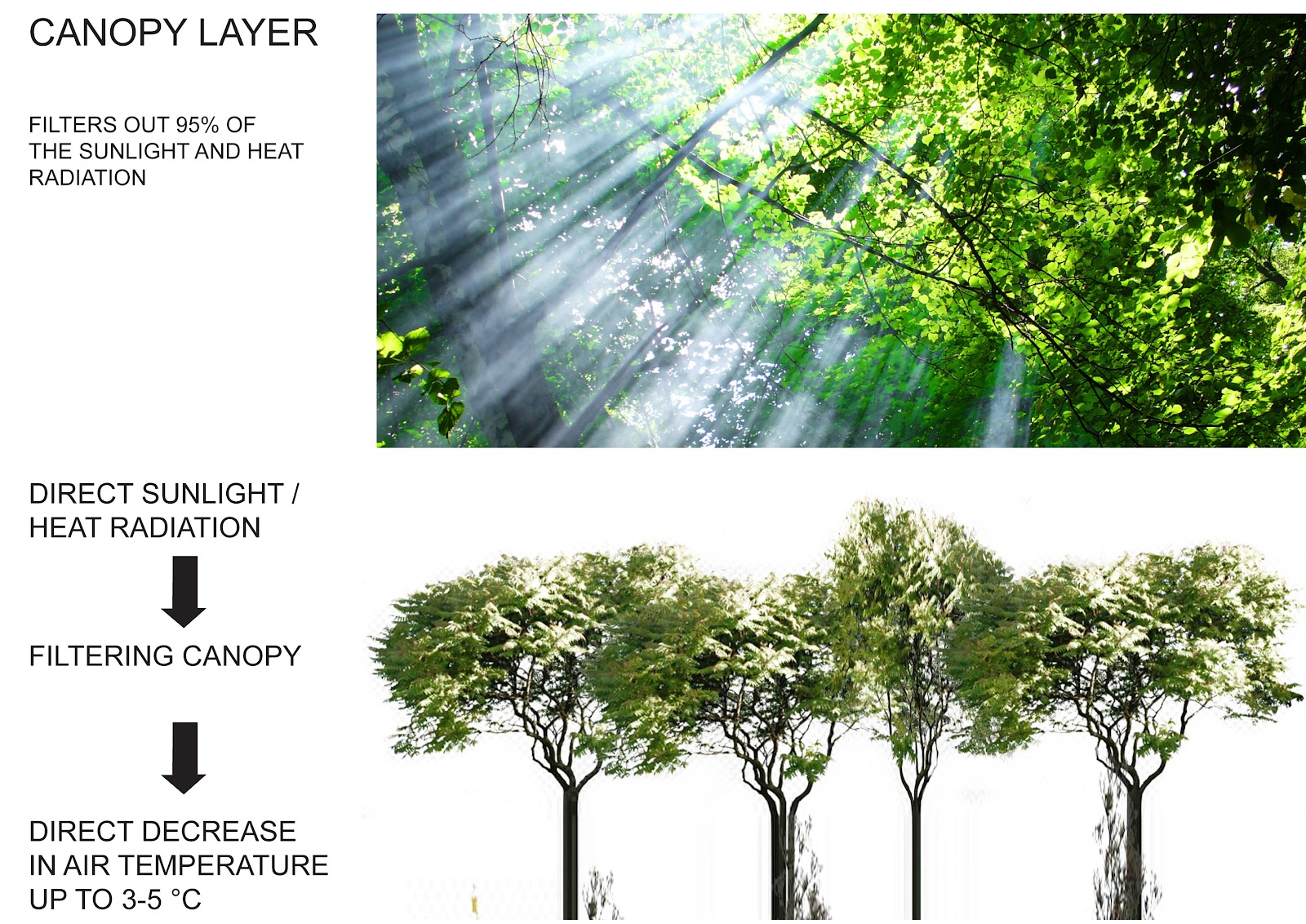 biomimicry KTH: Shadow cooling in rainforests