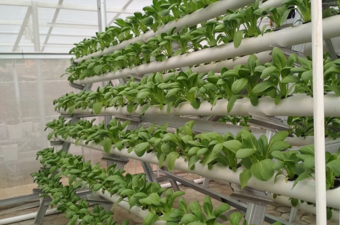 6 Example Plants Hydroponics | Bible Gardens