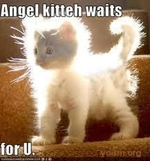 Grace Elliot - blog.: Who is the Patron Saint of Cats?