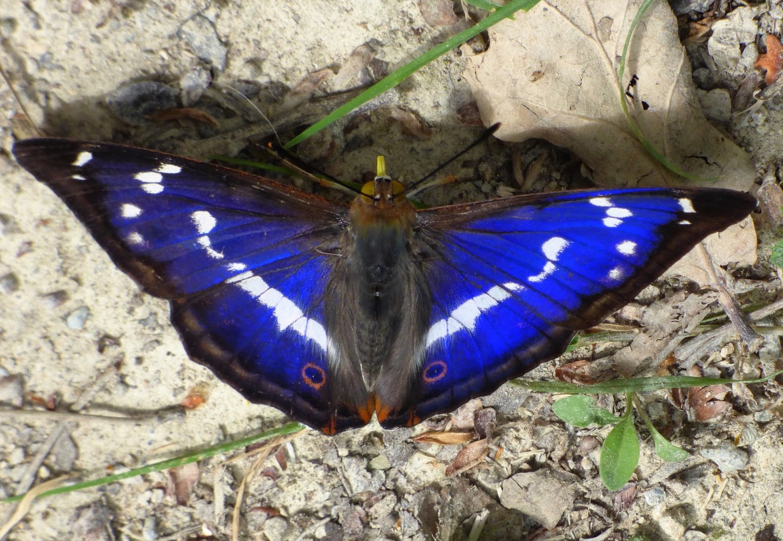 Out4aduck - A record of my birding year: Purple Emperor's on a very ...