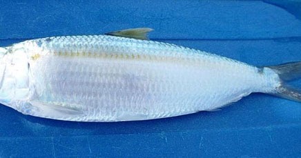 Jual Ikan Juwi Presto: Manfaat Ikan Juwi/ Lemuru Untuk Tubuh Kita