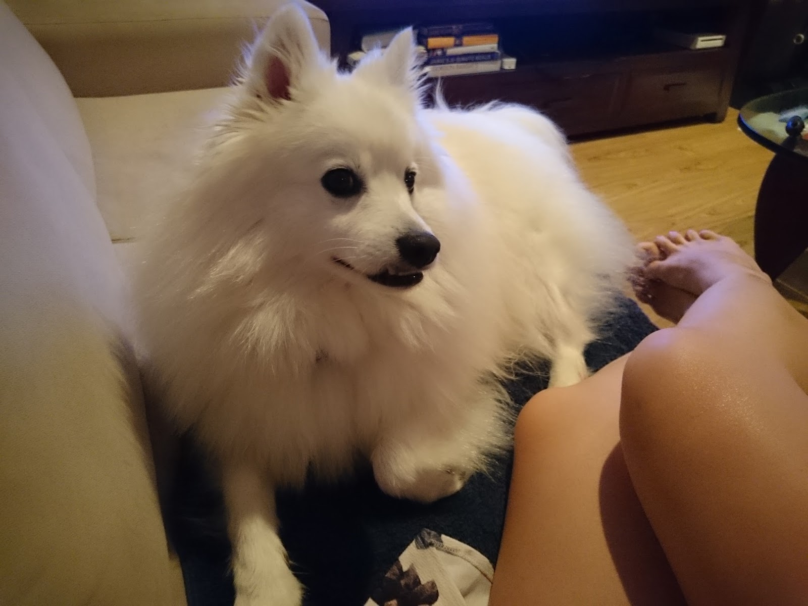 jasminetay.blogspot.com: Benji & Coco!