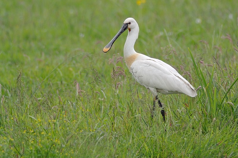 Outdoor Photography: Lepelaar in de Vockestaert