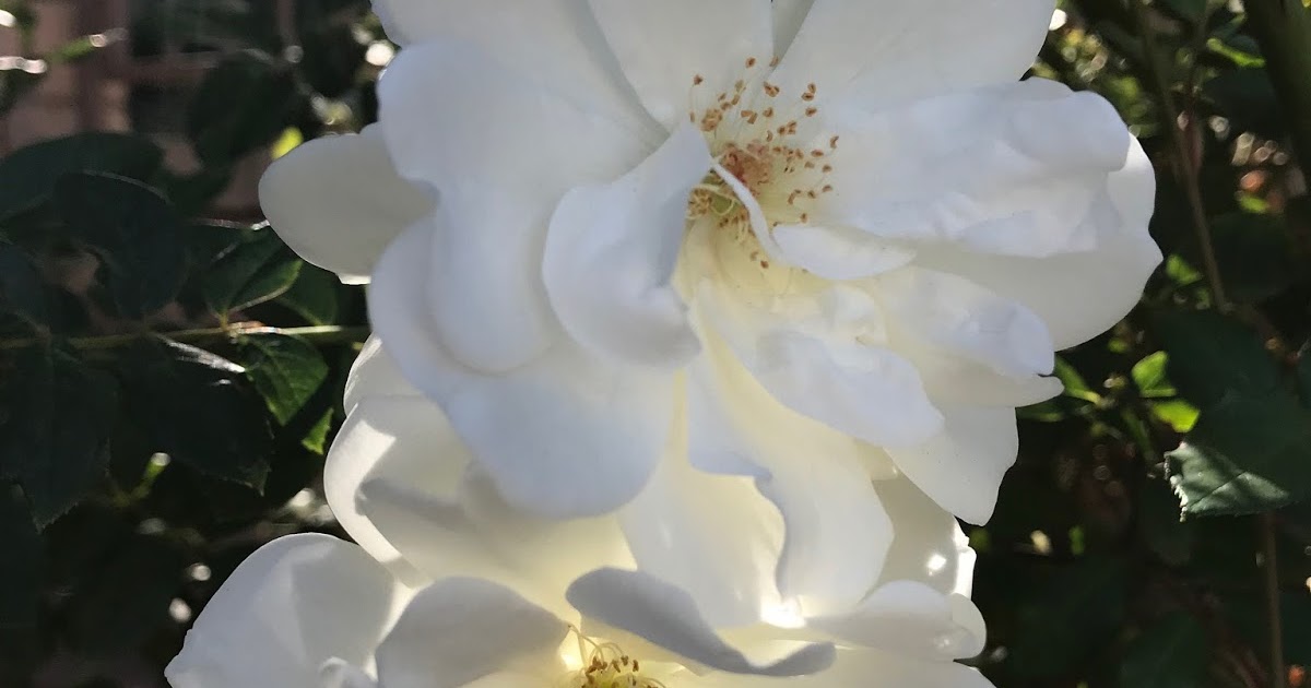 Healing Through Writing: Forgiveness and White Roses