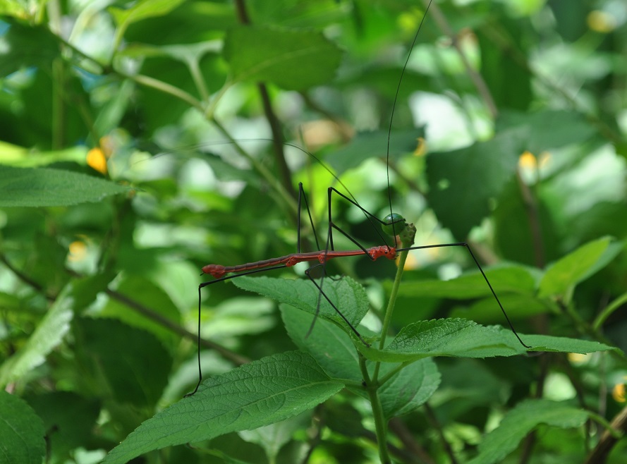 ZOOTOGRAFIANDO (6.096 ANIMALS): INSECTO PALO PERUANO / PERUVIAN STICK ...