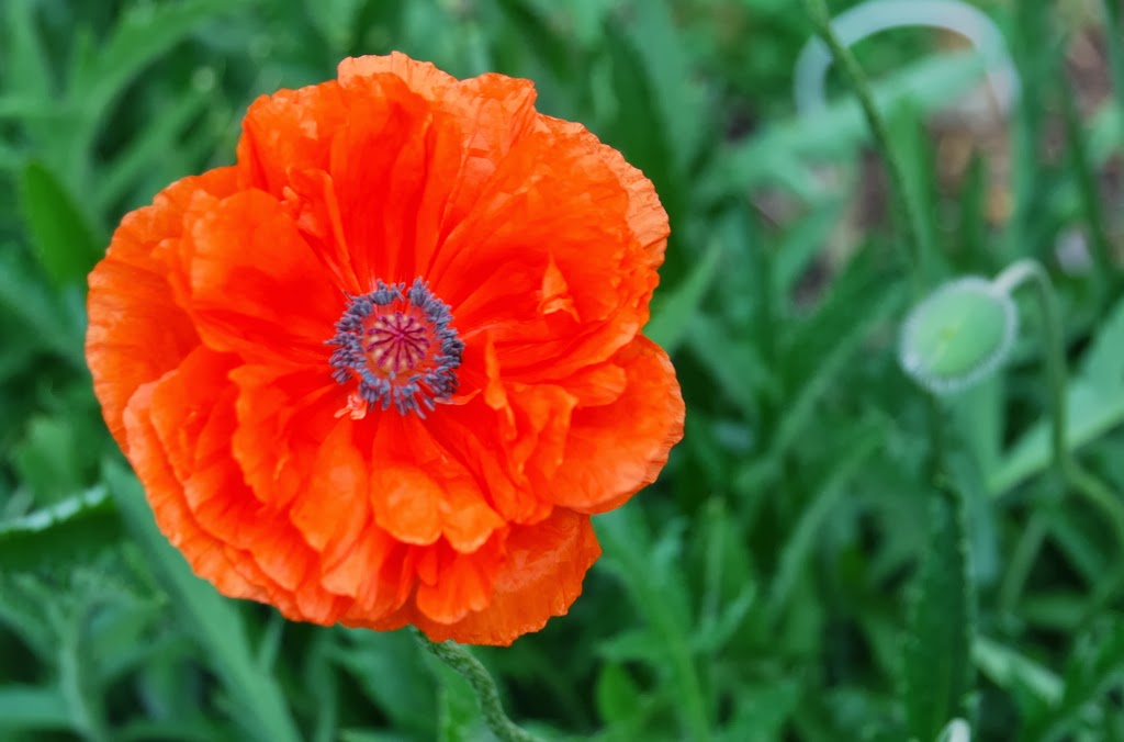 拈花惹草集: 罌粟花 (Poppy Flower)