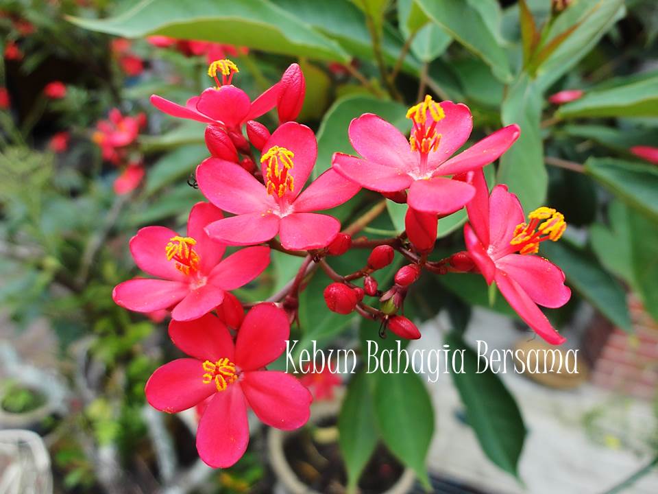 Kebun Bahagia Bersama: BUNGA WARNA MERAH