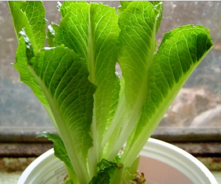 Το μαρούλι που φάγατε... θα ξαναφυτρώσει - Triklopodia