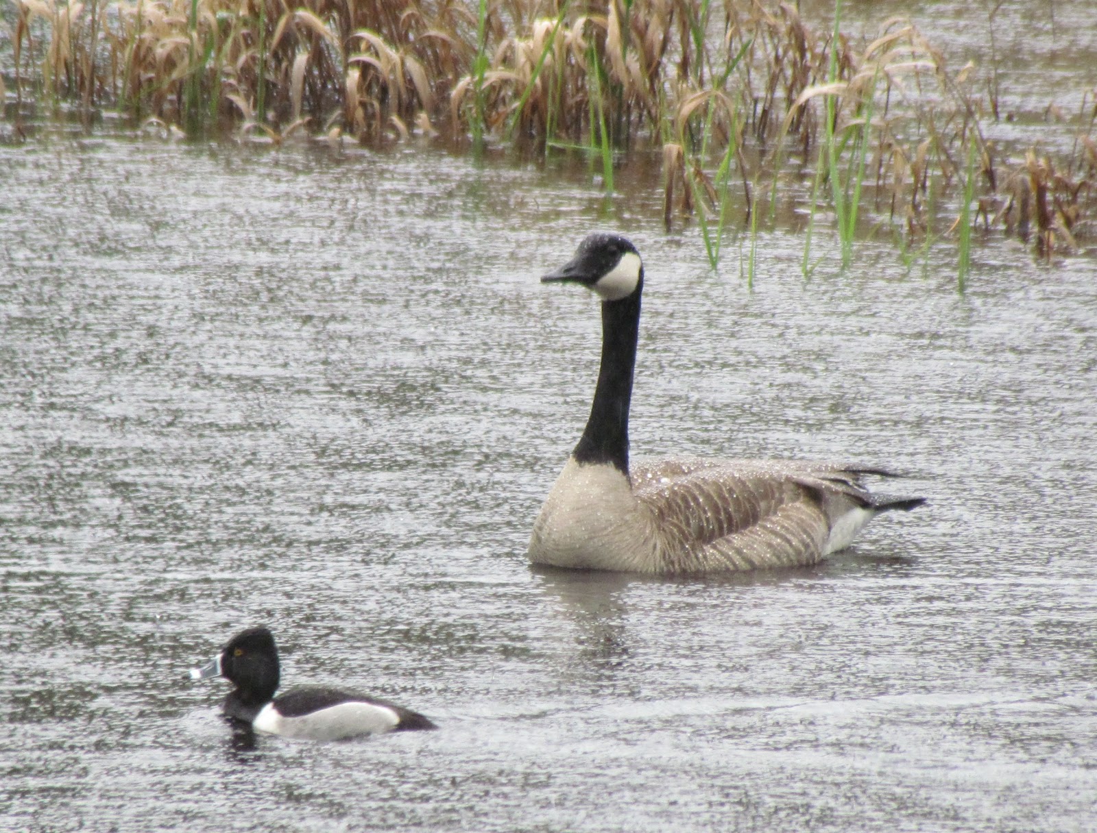 Scene Through My Eyes: Water, Water Everywhere