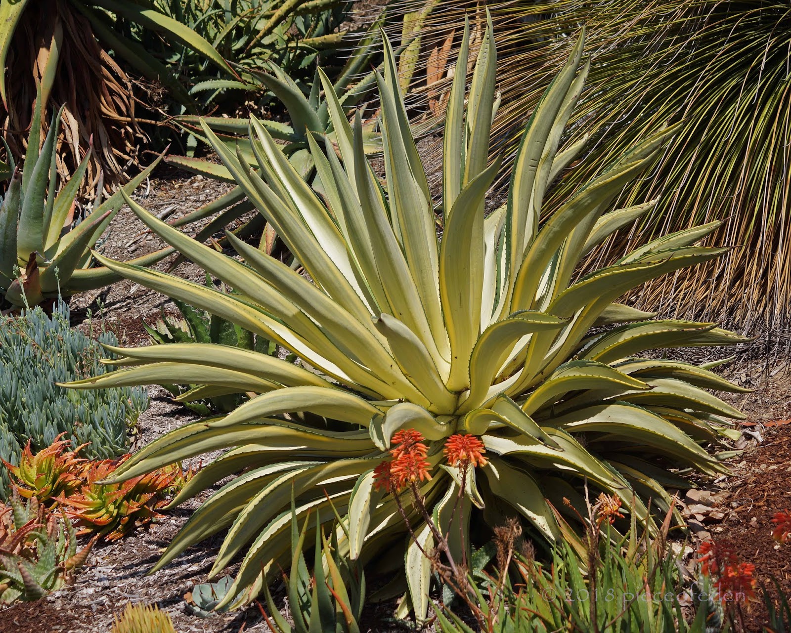 All The Agaves 2018 Edition