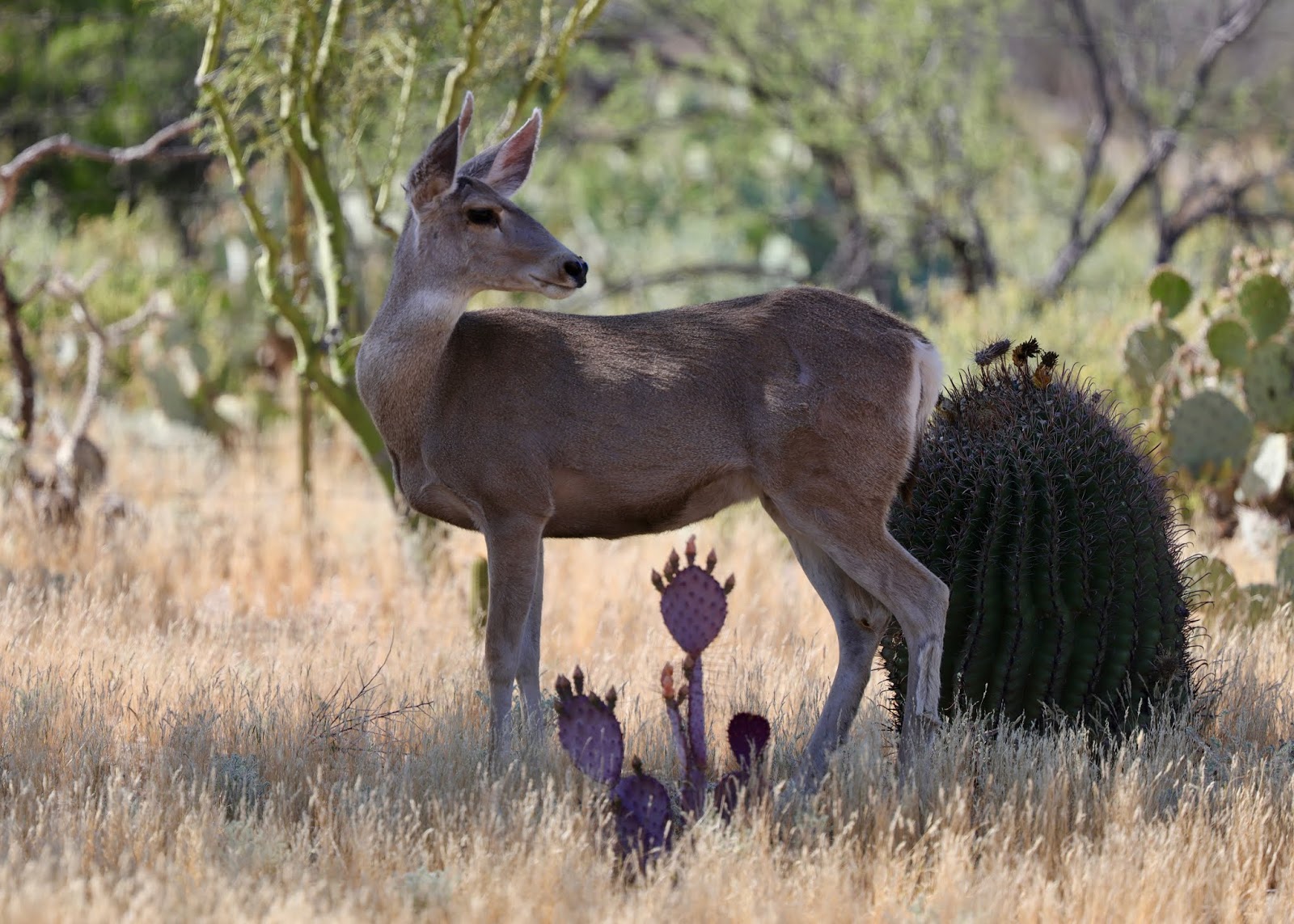 The Azure Gate: Mule Deer Visits The Azure Gate