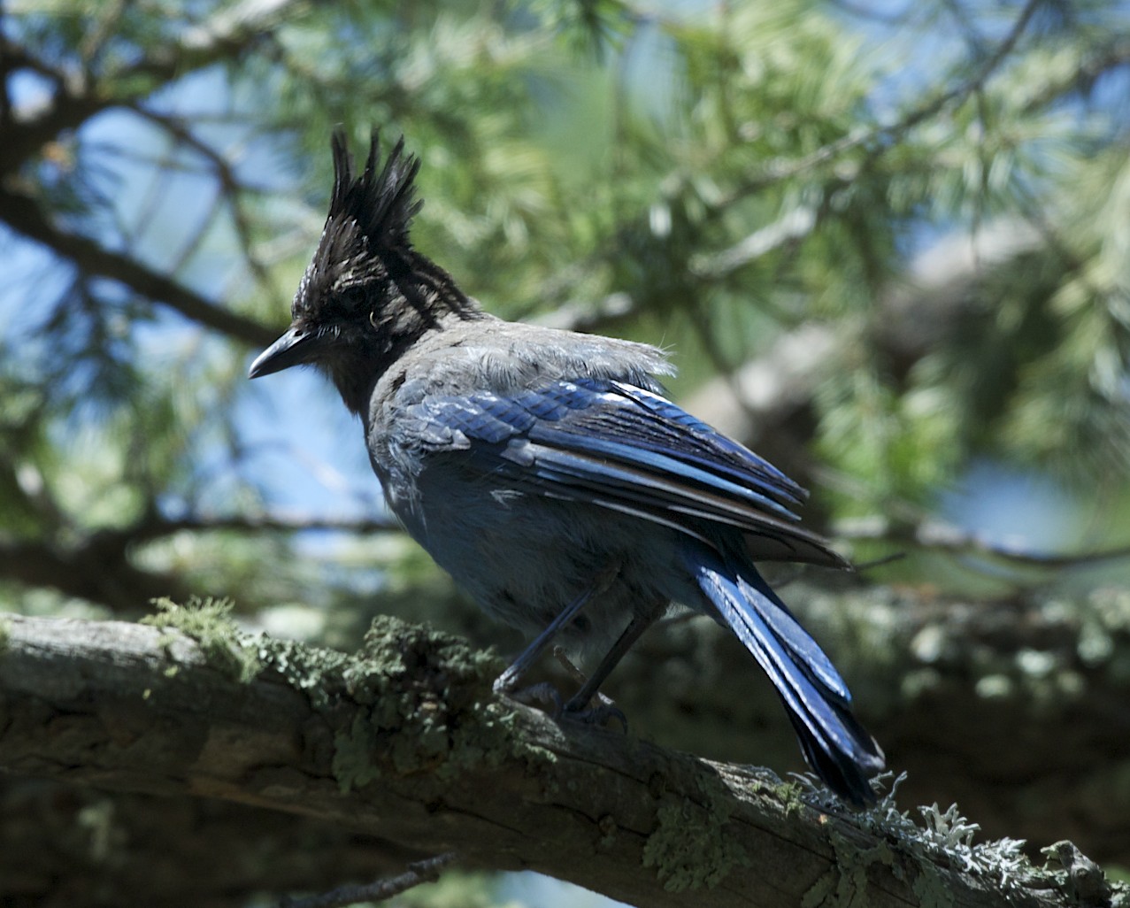 Butler's Birds: Chiri Chiri Chickadee: To Suffer the Bird