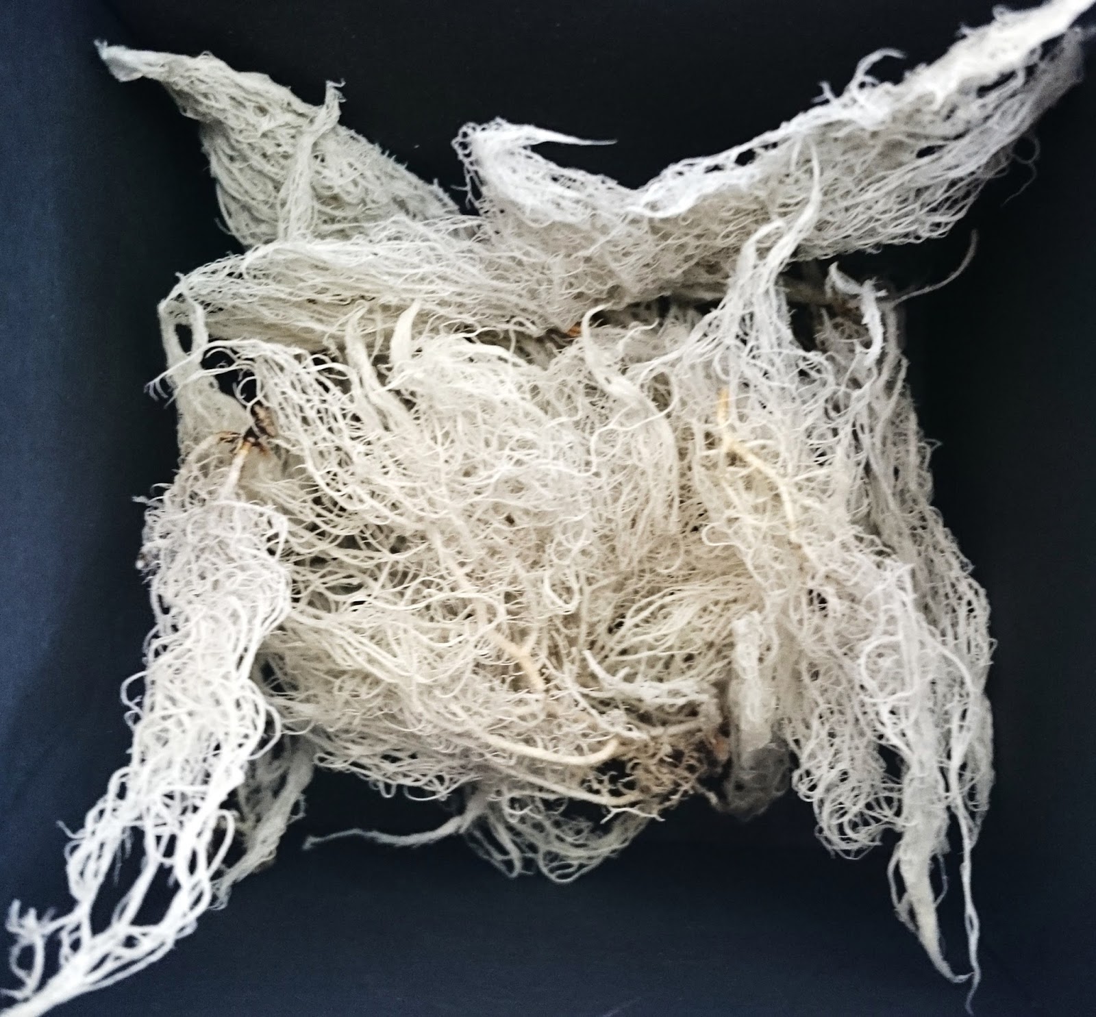 the art room plant: Shine Robert Christensen