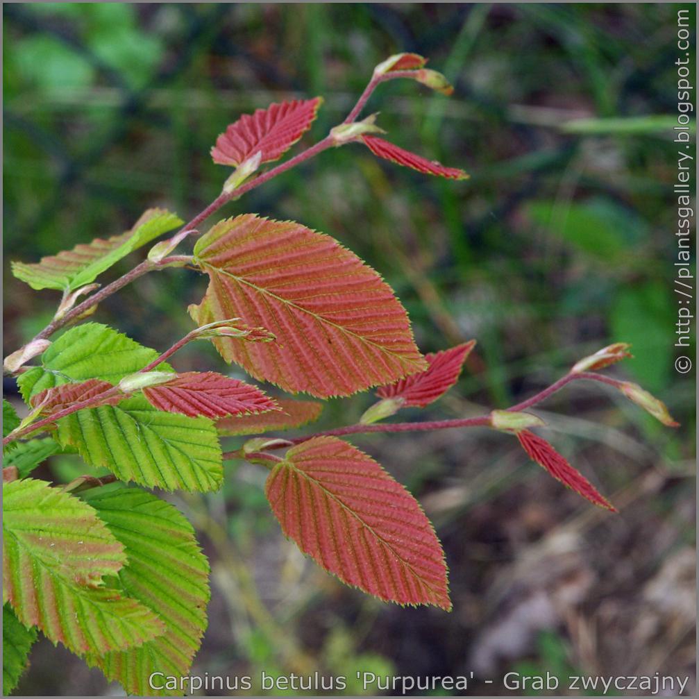 Plant Gallery - Encyklopedia Roślin: Carpinus betulus 'Purpurea' - Grab ...