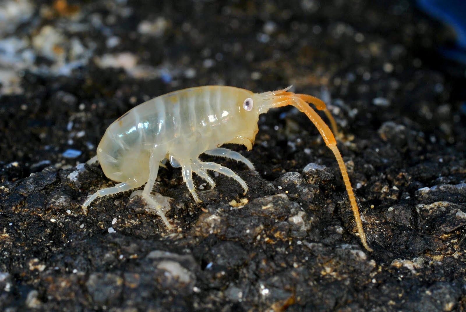 Ciencias Naturales: 010 TALITRUS SALTATOR