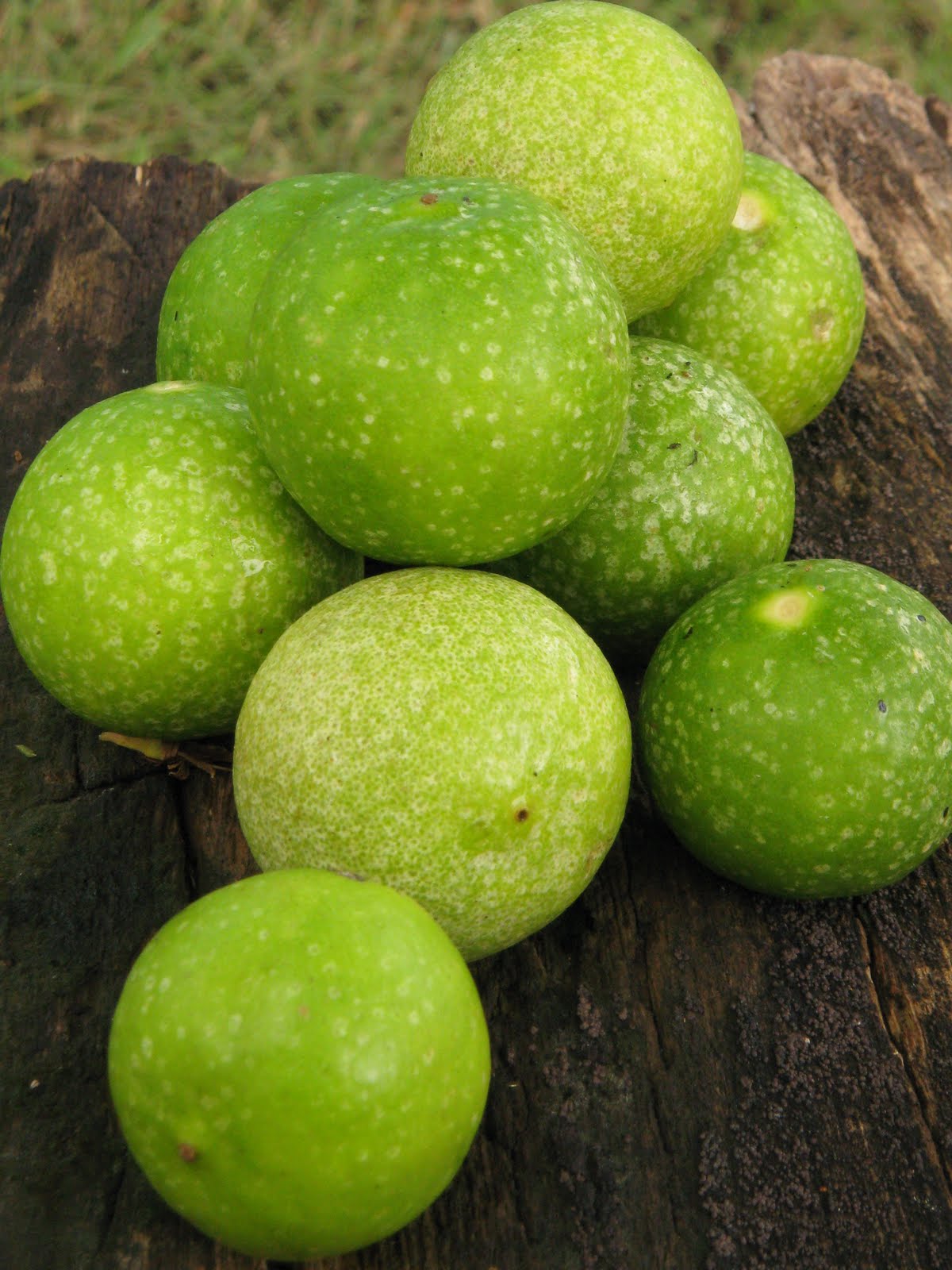 bucaio: Dalayap/Dayap