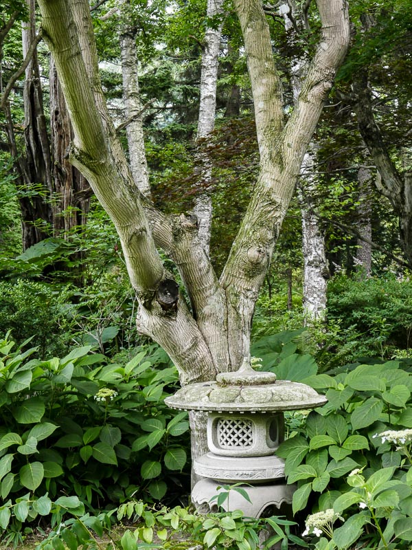 Victor Bloomfield Photo: Manabe Garden