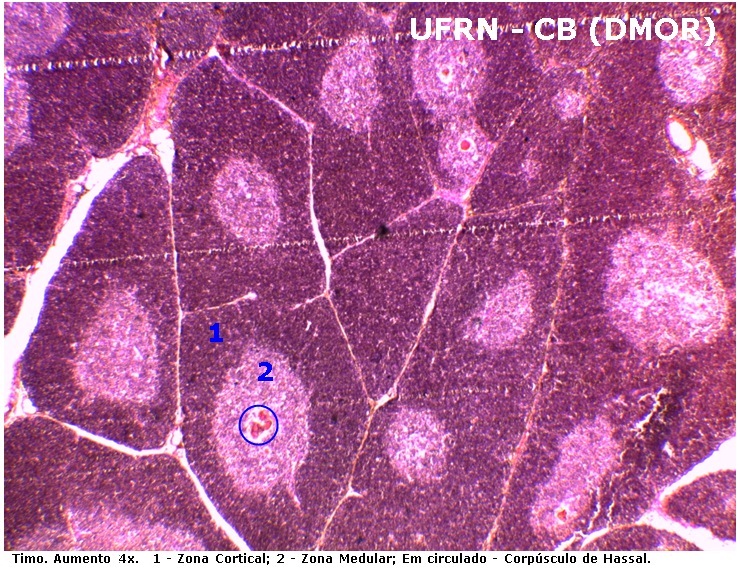 Atlas Virtual de Histologia: Julho 2008