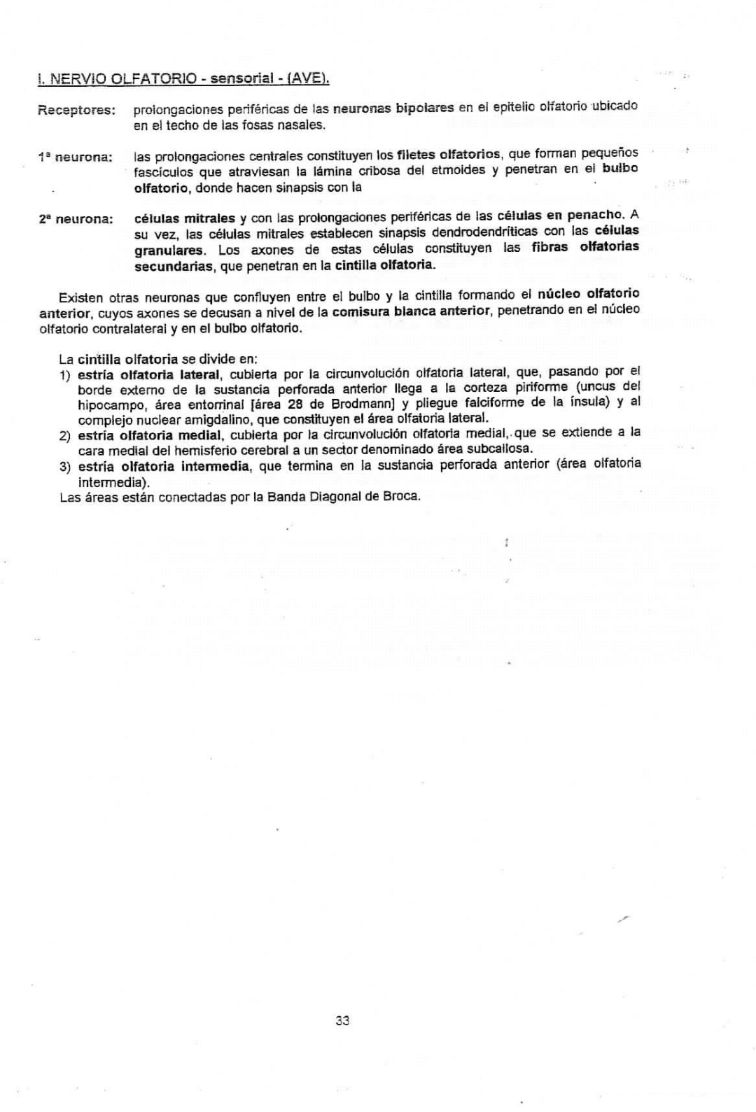 Estudiante de medicina : Apunte de neuroanatomia de Forlizzi Pro