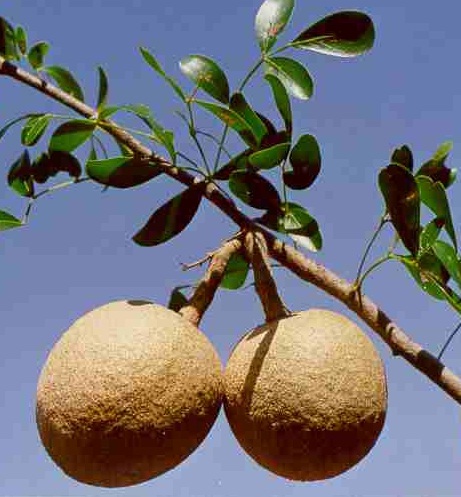 Kawista Buah Cola Dari Jawa | Perawatan Tanaman Hias