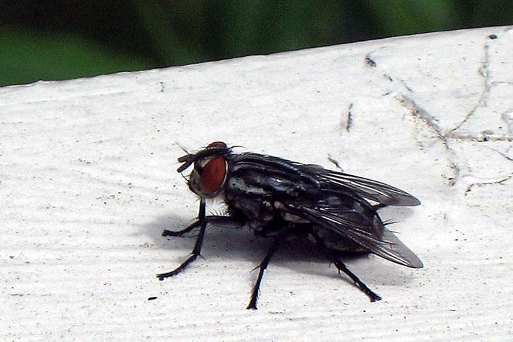 Spiff Happens: The Circle Fly