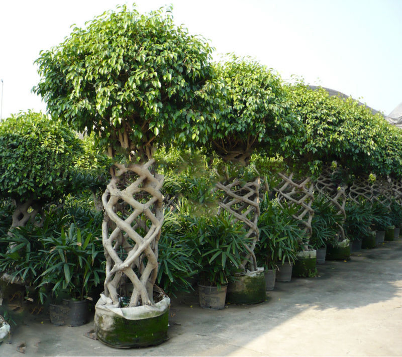 Ficus Benjamina / Cerca Viva / Topiaria / Bonsai