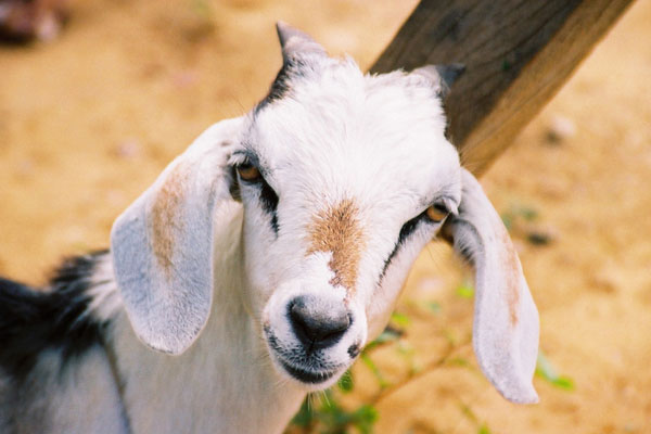 Recetas de comidas del Perú: Cabrito a la Norteña