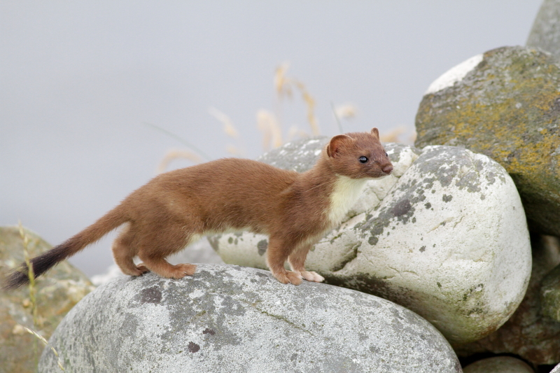 Dermot Breen's Blog: Irish Stoat Part 2