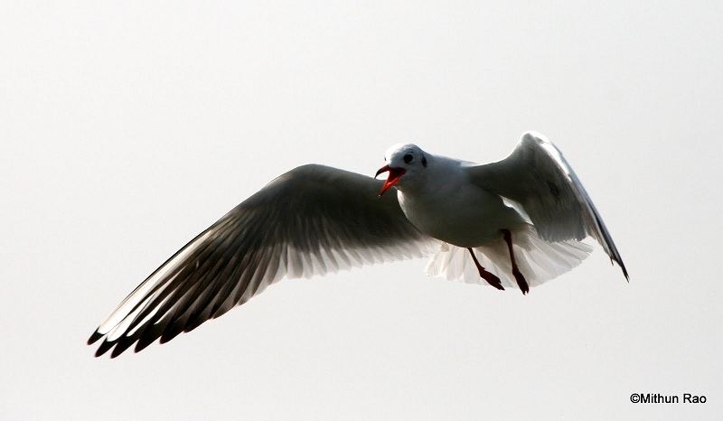 Mithun: Bird Photography