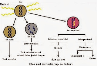 Komputer Radiologi: EFEK RADIASI TERHADAP SEL TUBUH