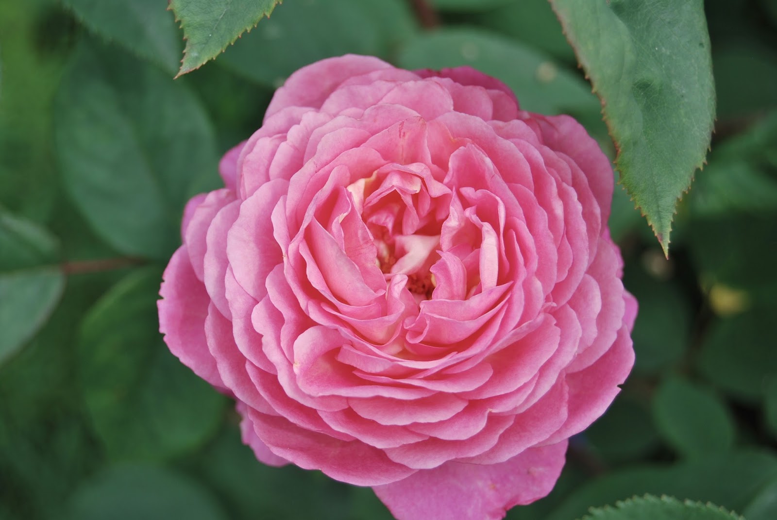 Rosen Eventyret: Ina an Mona