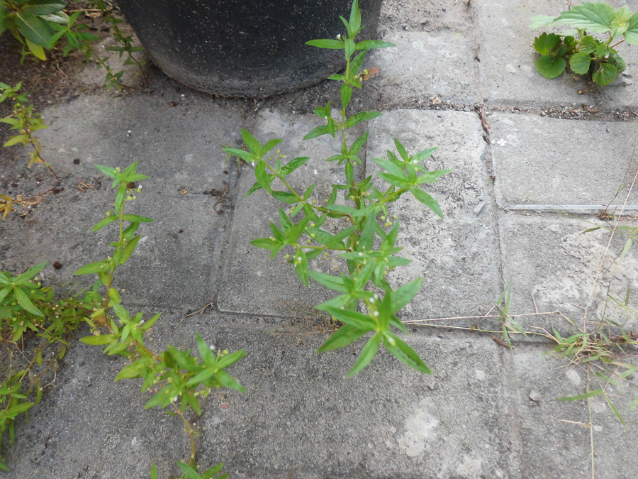 Rumput Mutiara (Hedyotis corymbosa)