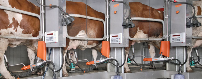 Your Dairy Experts: Modern Milk Parlor Designs