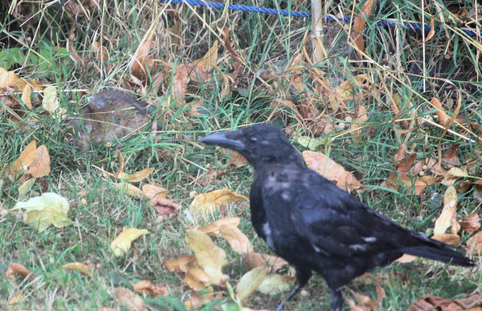 Cholsey Wildlife: Crow vs Rat