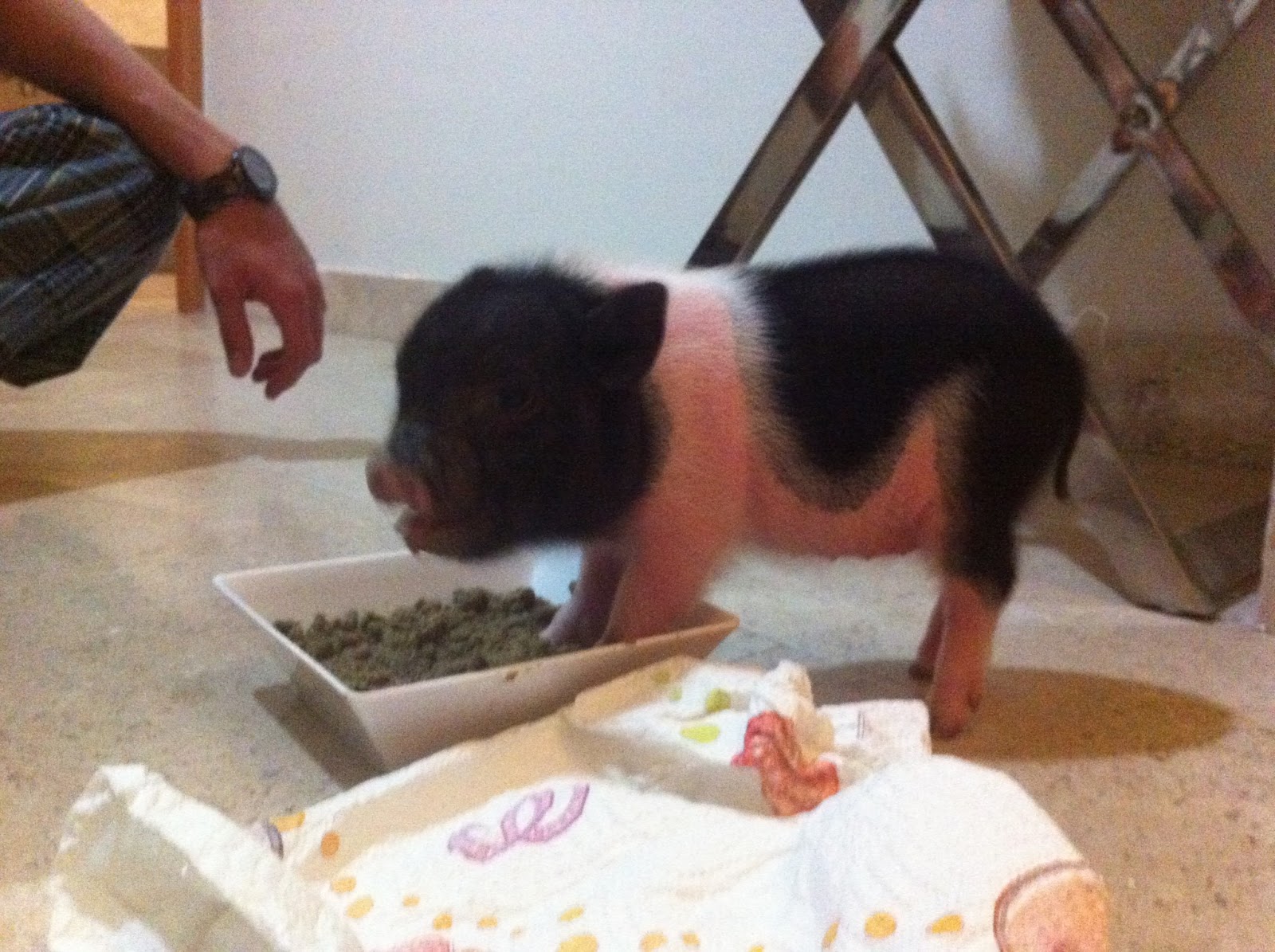 All about pet pigs... Todo acerca de puerquitos como mascota