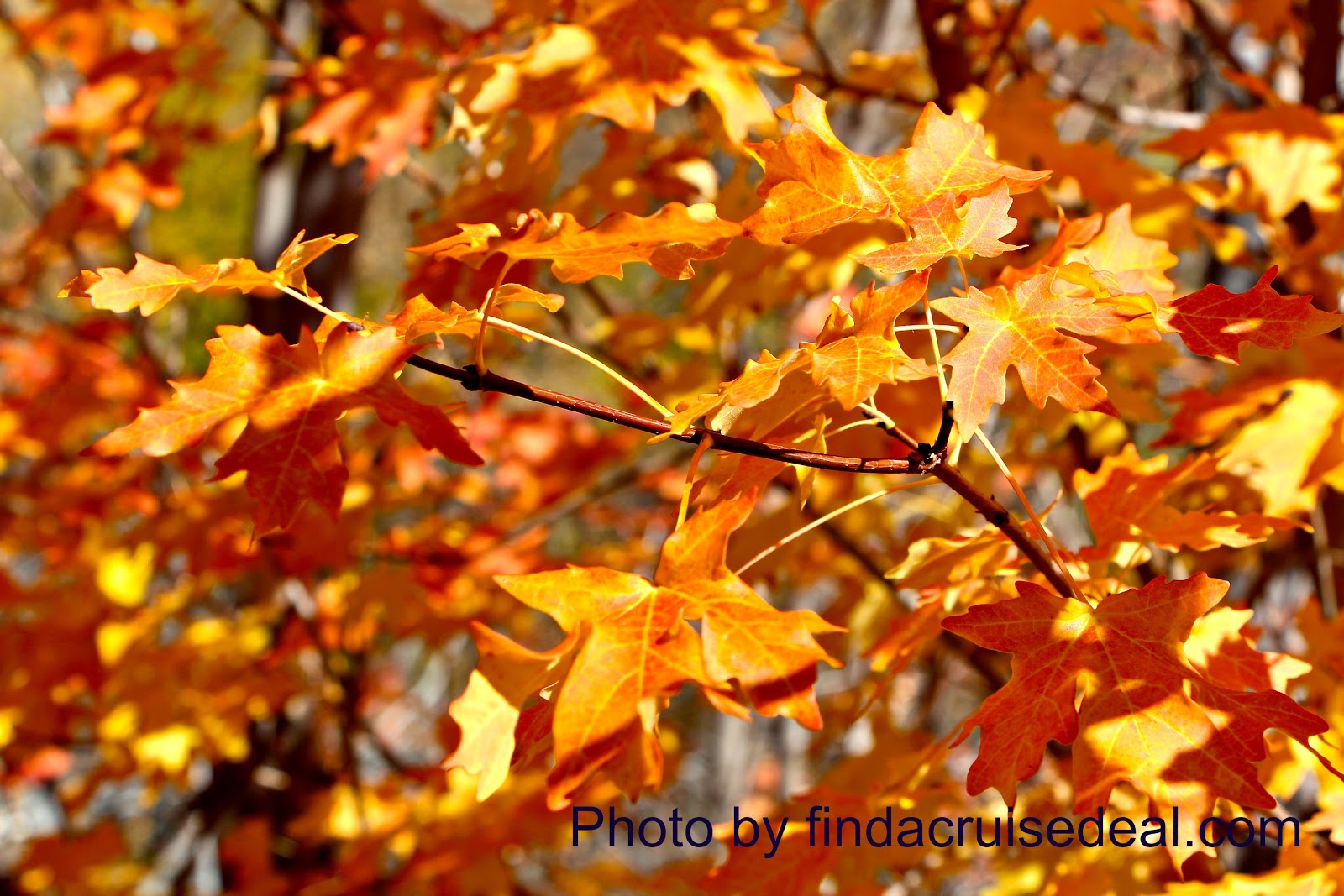 Carl's Cruise Capers and Travel Tips