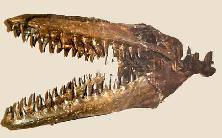 Escenarios prehistóricos: Halisaurus