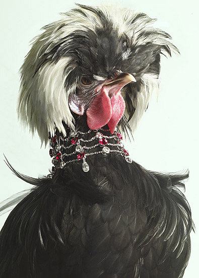 MUTEPIC: Gallos y Gallinas convertidos en modelos para la revista de ...