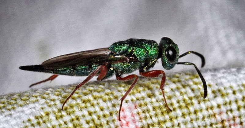 Variety of Life: Cleonymus