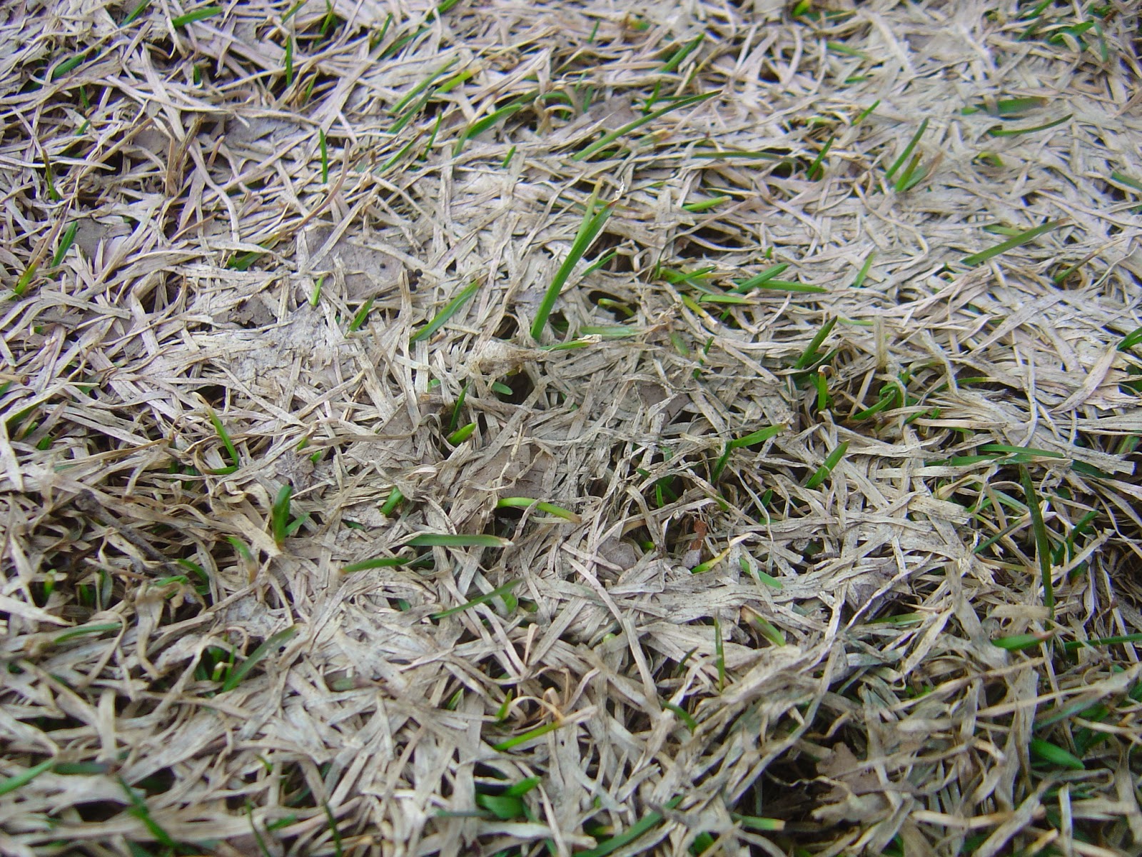 CO-Horts: Snow Mold in Lawns: Should we be Worried?
