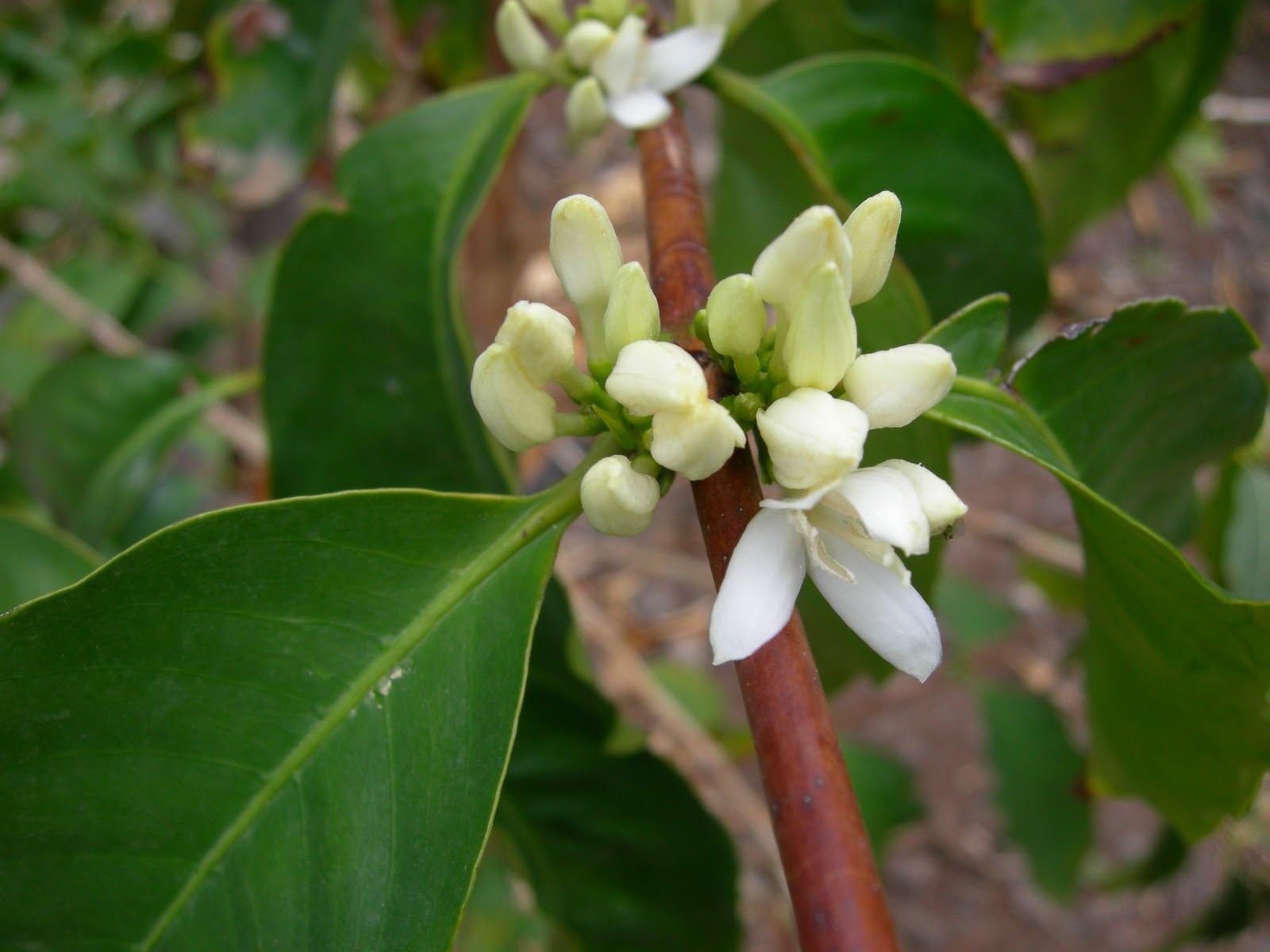 Blog UnoCafé: La metamorfosis del café: de una delicada flor a un grano ...