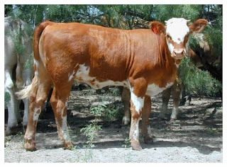 Generalidades de la Ganadería Bovina.: Simmental