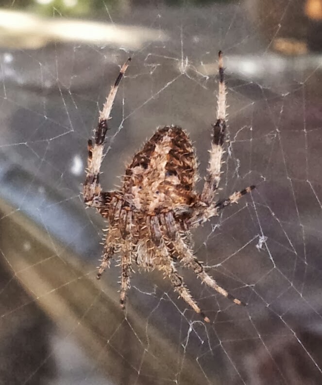 The Days of Johann, an agility dog!: Charlotte came to visit!