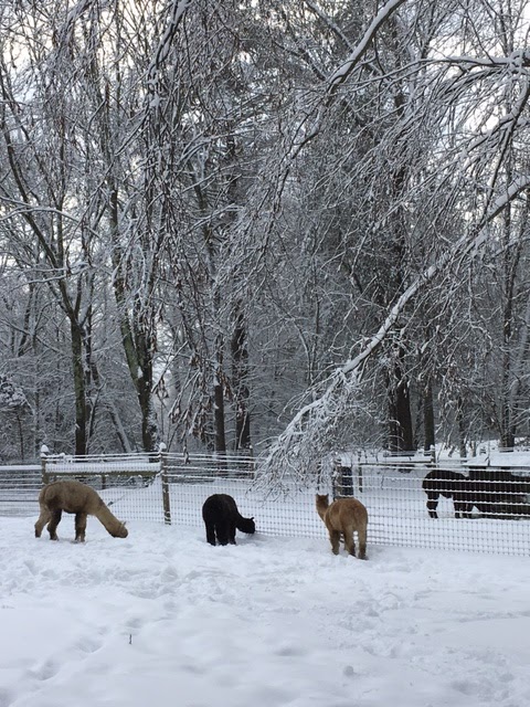 Dispatch from the Digital Health Frontier: Building Unity Sanctuary ...