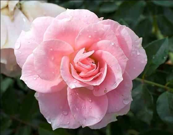 Madeira Rose Garden-English: Modern Garden Roses