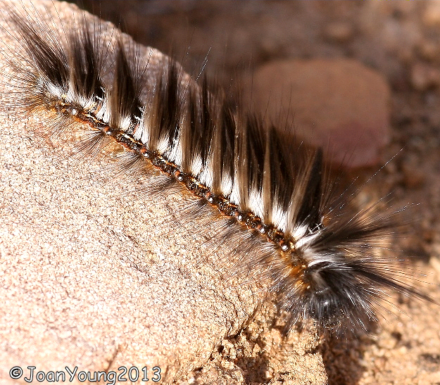 South African Photographs: White Monkey Moth (Phiala incana) caterpillar